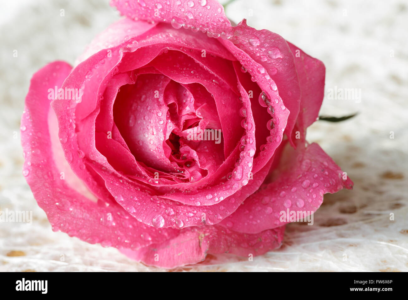 The close-up of a red rose Stock Photo - Alamy
