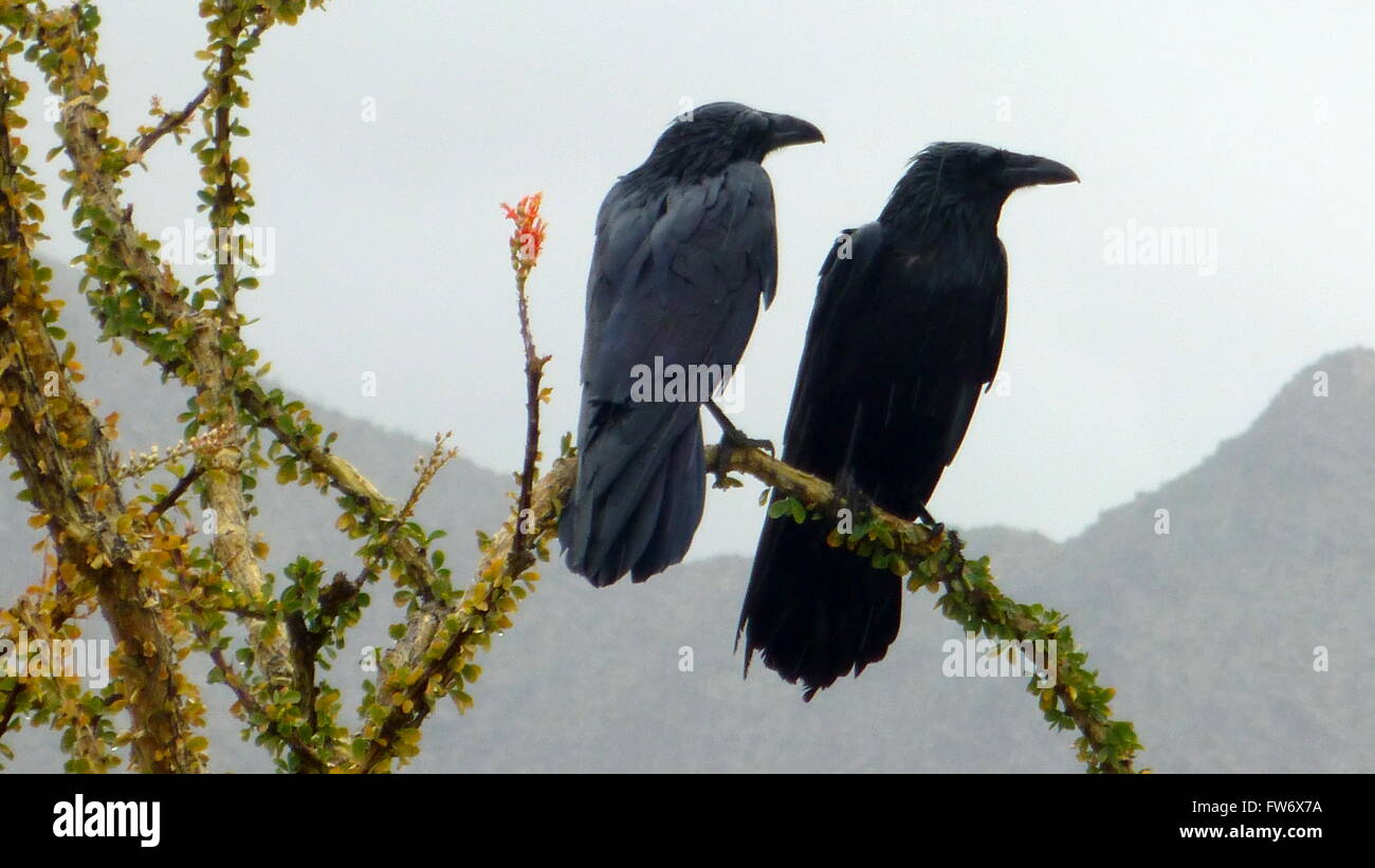 Raven in desert hi-res stock photography and images - Alamy