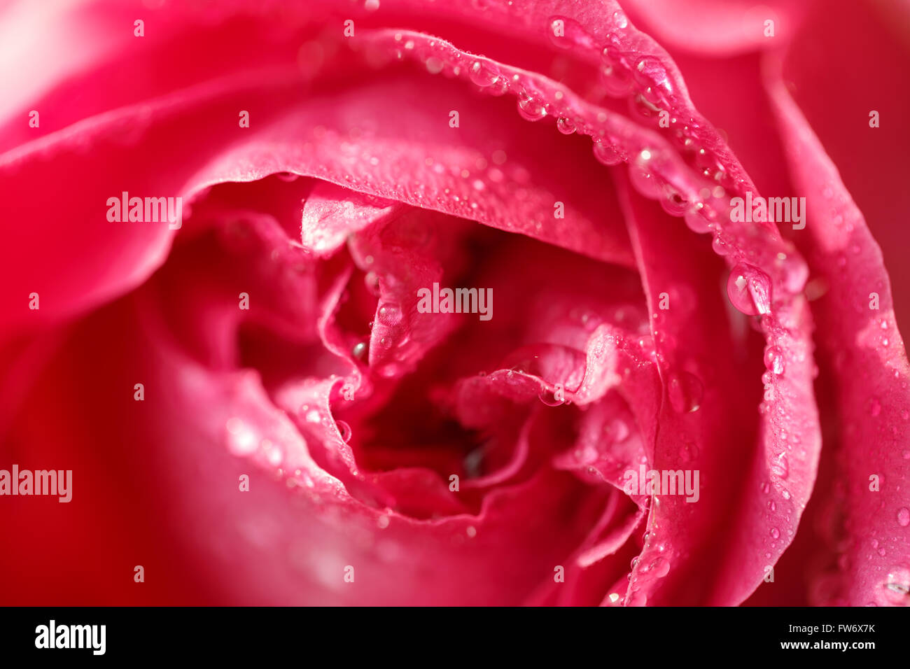 The close-up of a red rose Stock Photo - Alamy