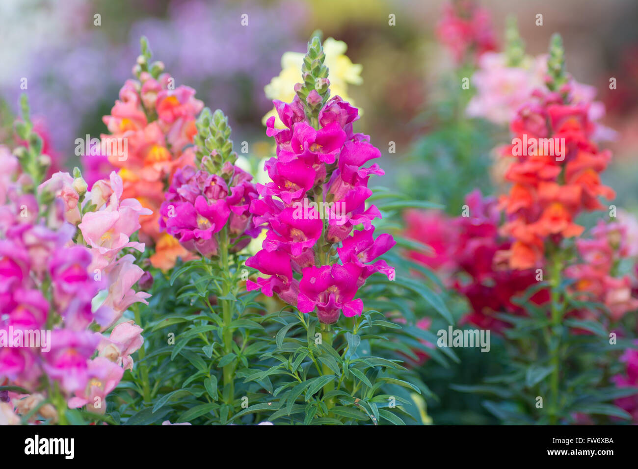 Snap dragon (Antirrhinum majus) blooming in garden Stock Photo - Alamy