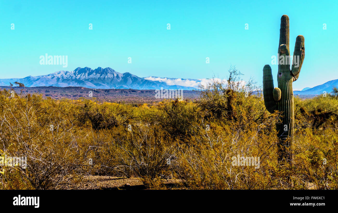 Semi desert region of central Arizona covered in shrubbery and Saguaro ...