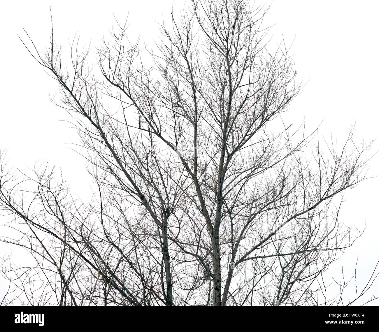 tree without leaves isolated on white background Stock Photo - Alamy