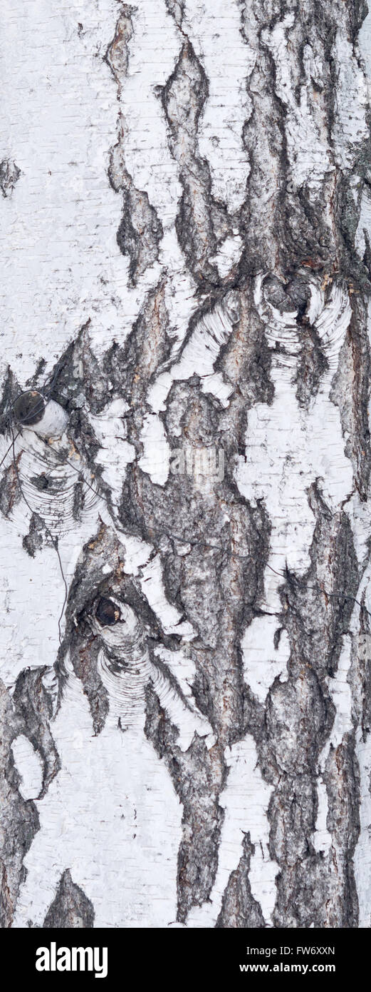 close up shot of birch bark Stock Photo - Alamy