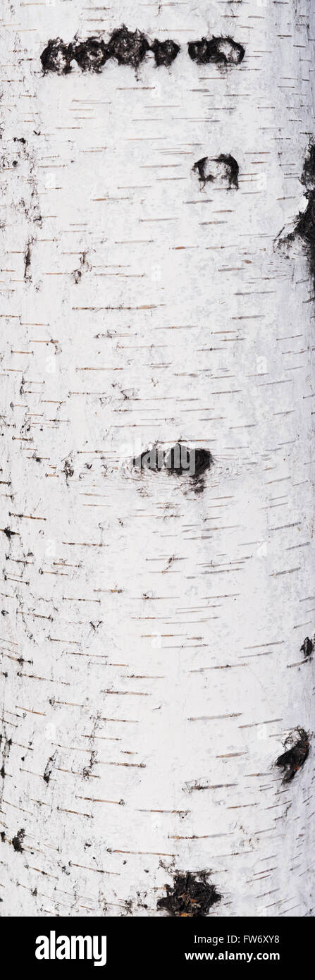 Torn Bark High Resolution Stock Photography and Images - Alamy
