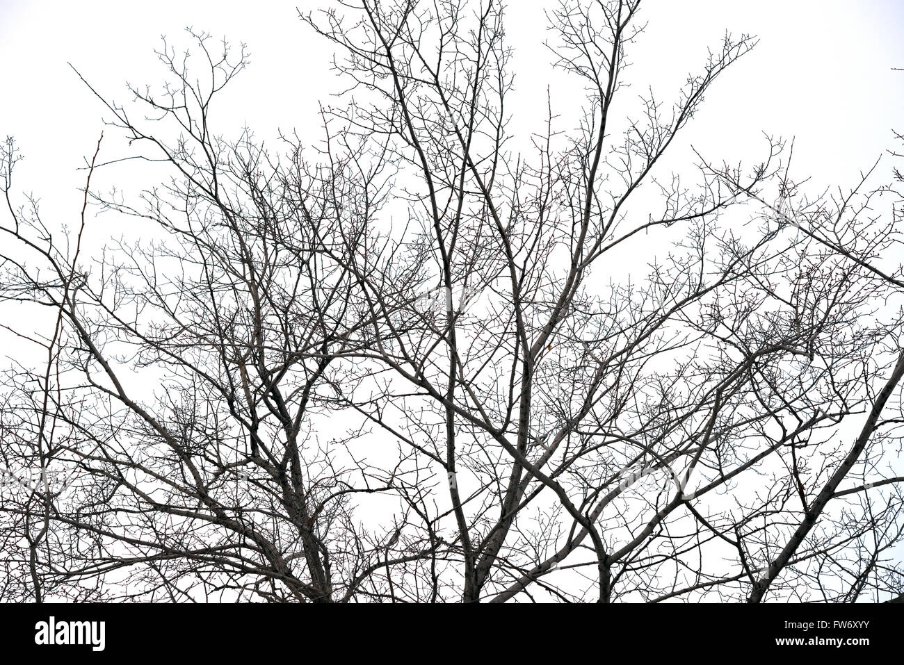 trees without leaves isolated on white background Stock Photo - Alamy