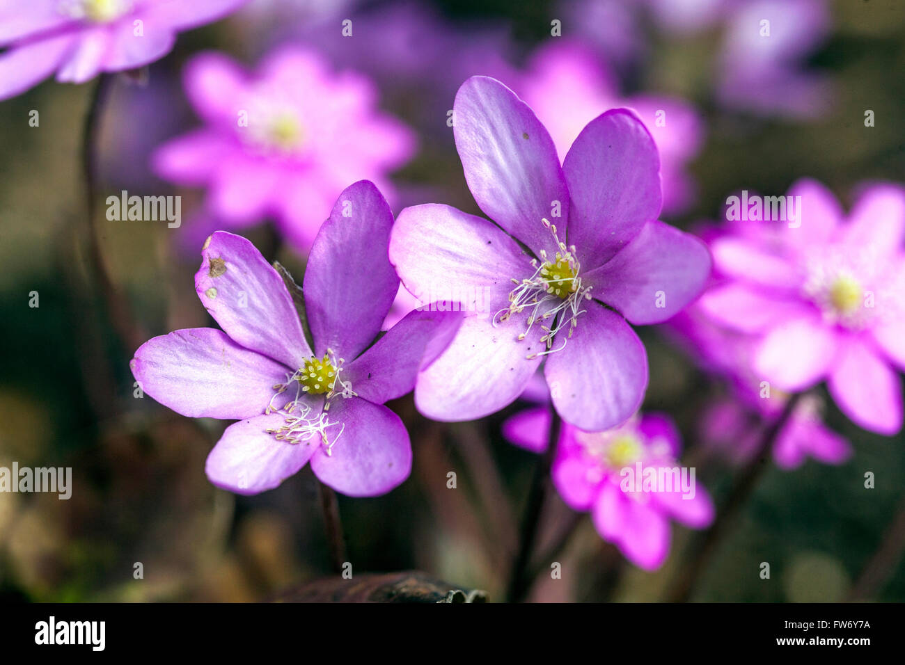 Hepatica nobilis, Pink Kidneywort, Liverleaf or Liverwort blooming in ...
