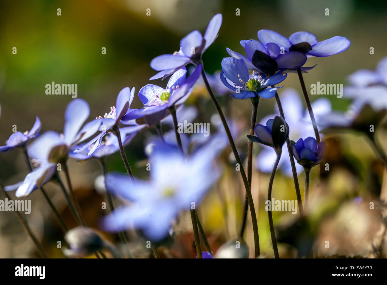 Hepatica nobilis plant, Kidneywort, Liverleaf or Liverwort full bloom ...