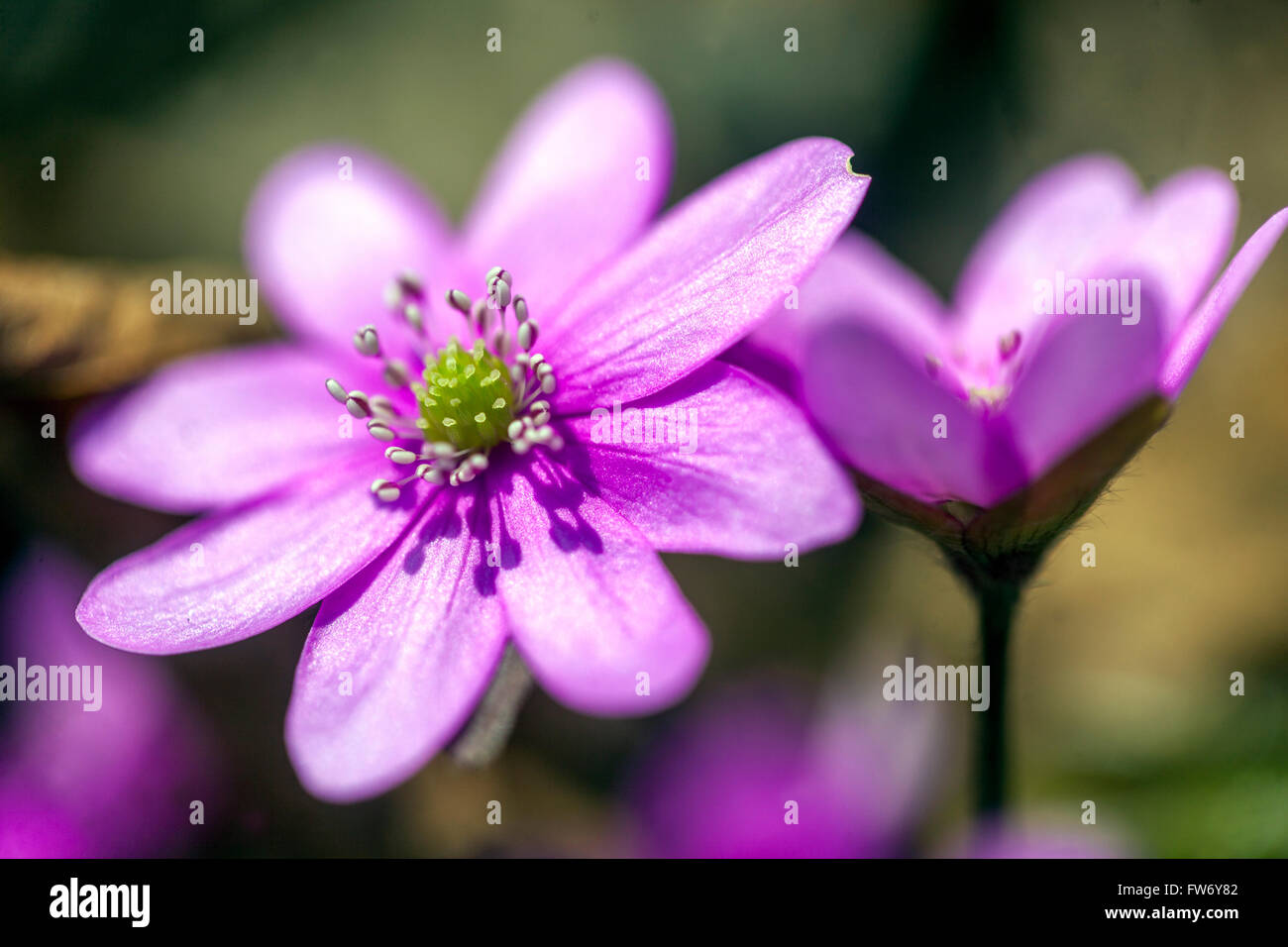 Pink Hepatica nobilis Hepaticas close up flower Kidneywort, Liverwort ...