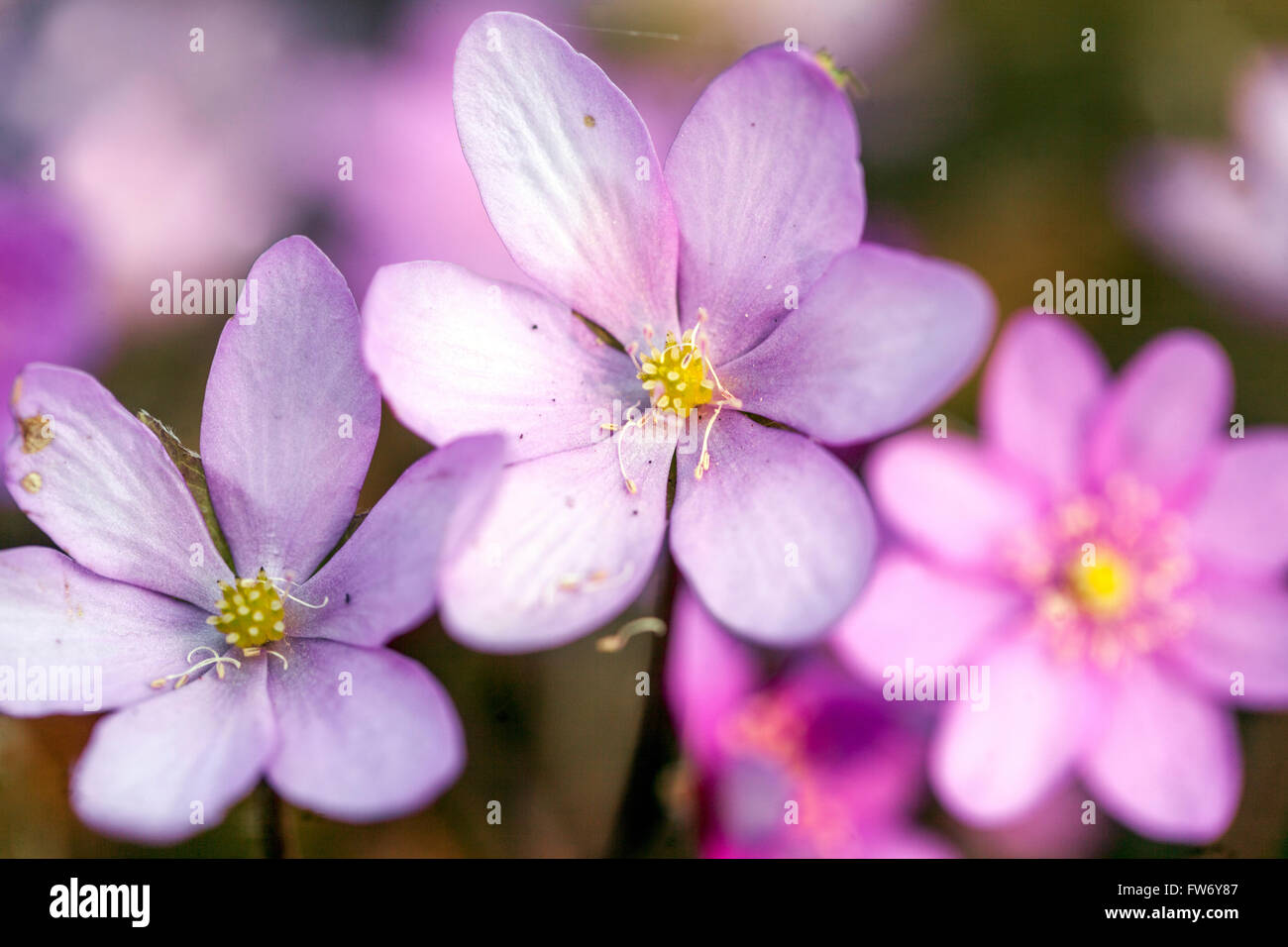 Pink Hepatica nobilis, Kidneywort, Liverleaf or Liverwort hepatica ...