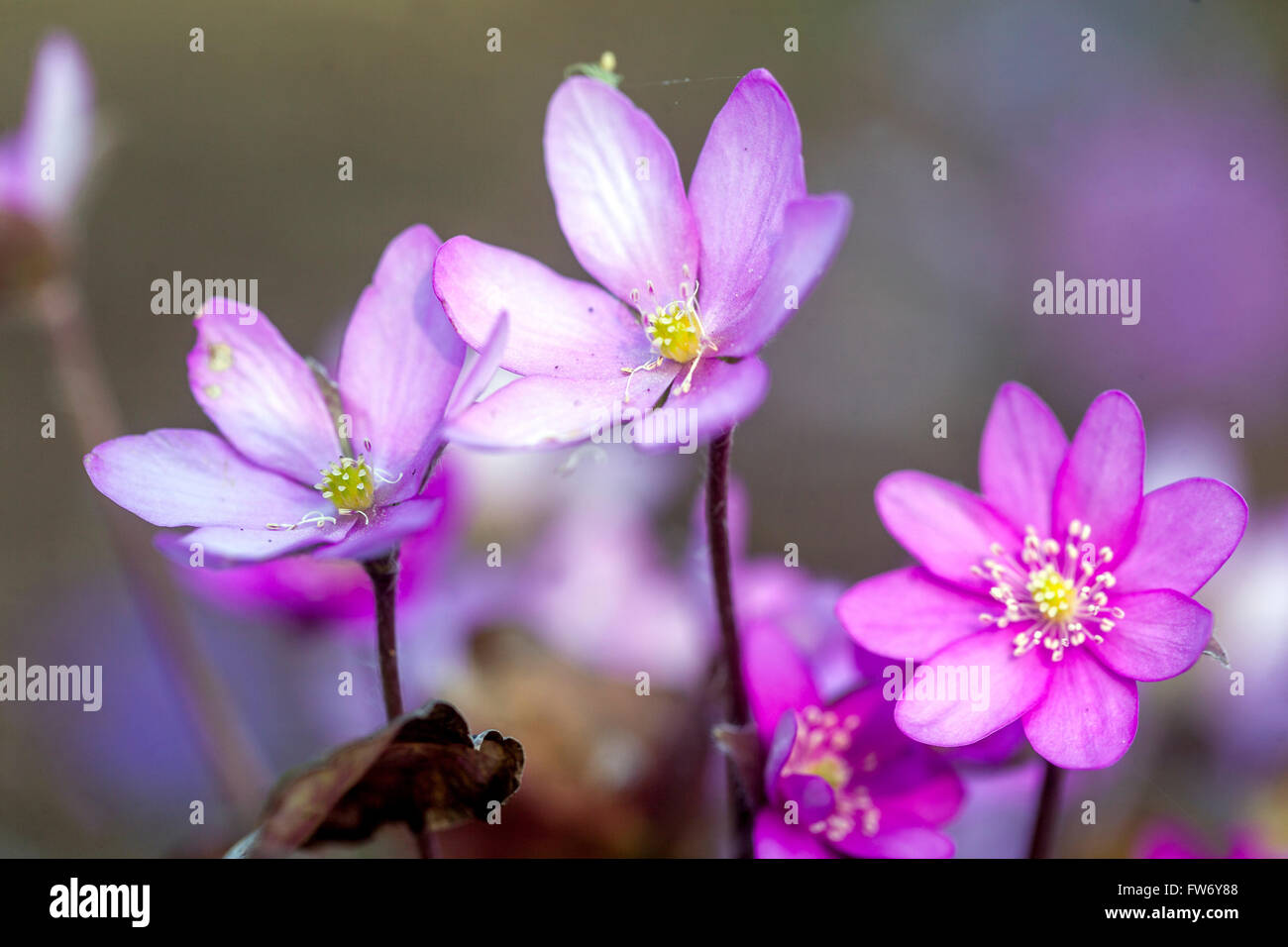 Hepaticas pink hi-res stock photography and images - Alamy