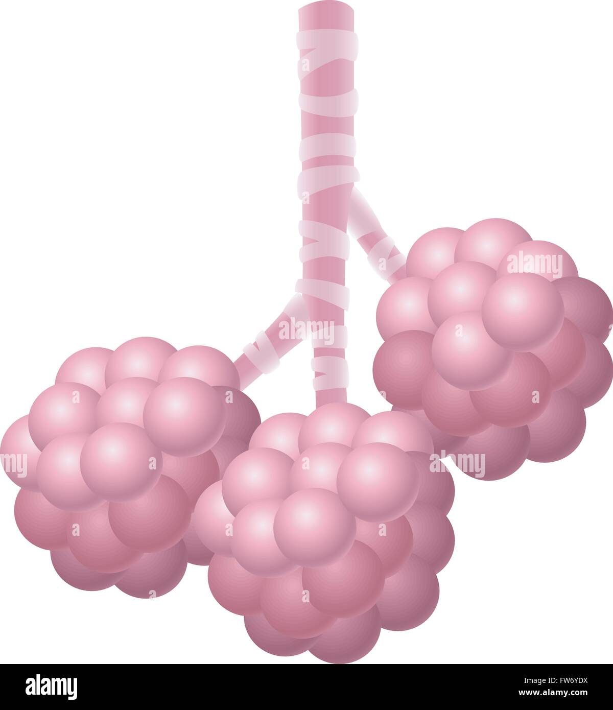 Alveolus gas exchange diagram hi-res stock photography and images - Alamy