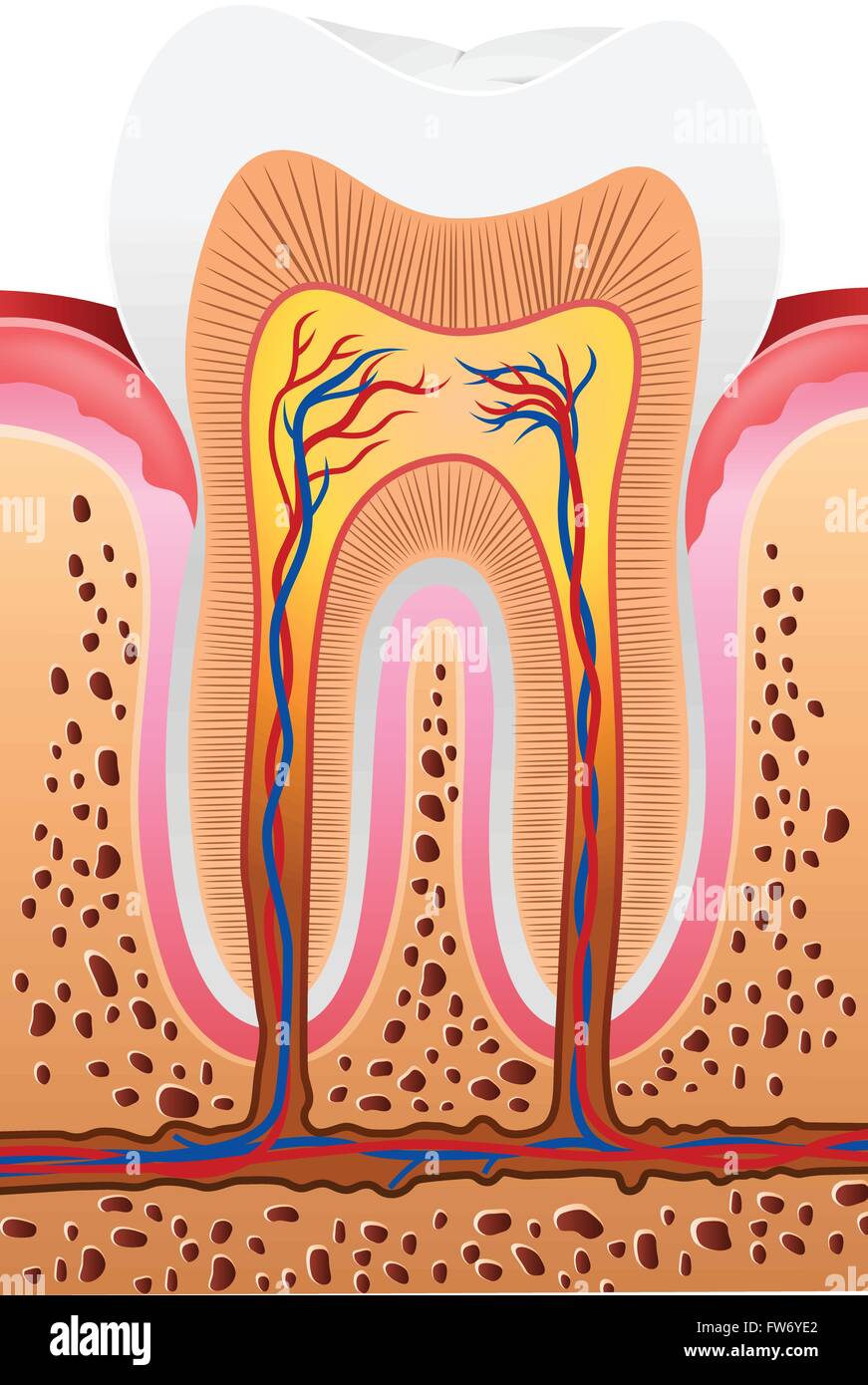 Periodontal membrane Stock Vector Images - Alamy