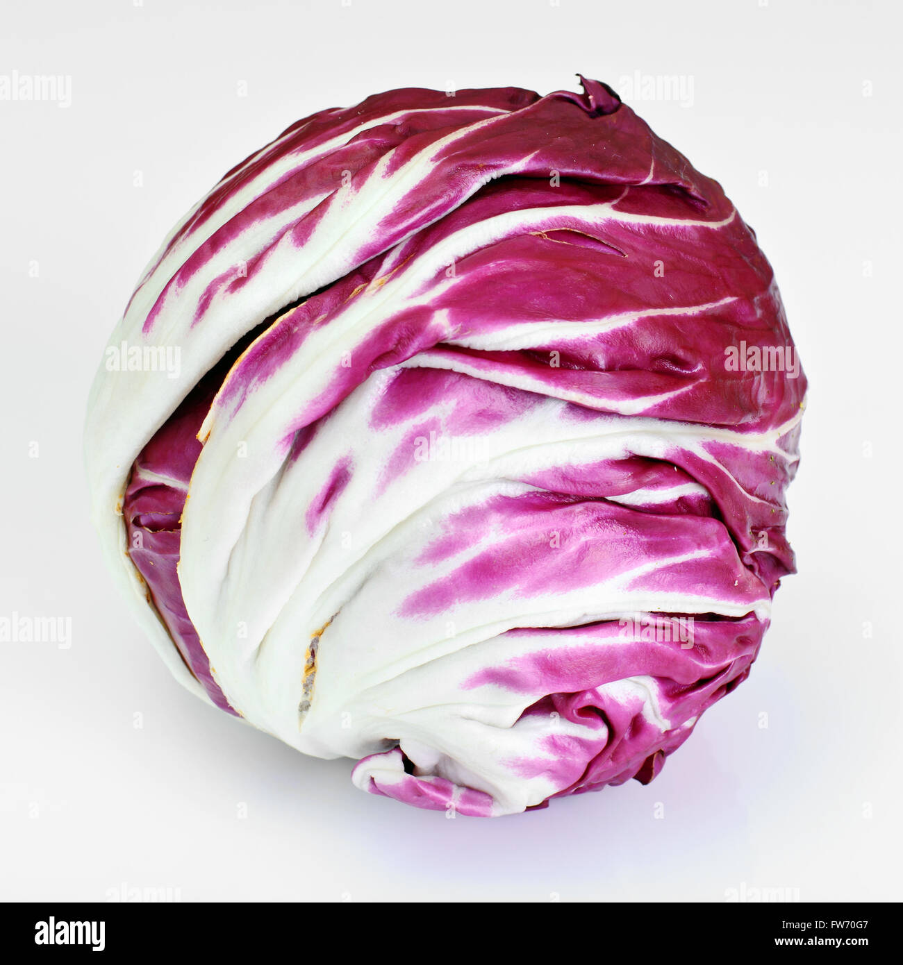 Batavian Italian Chicory Stock Photo - Alamy