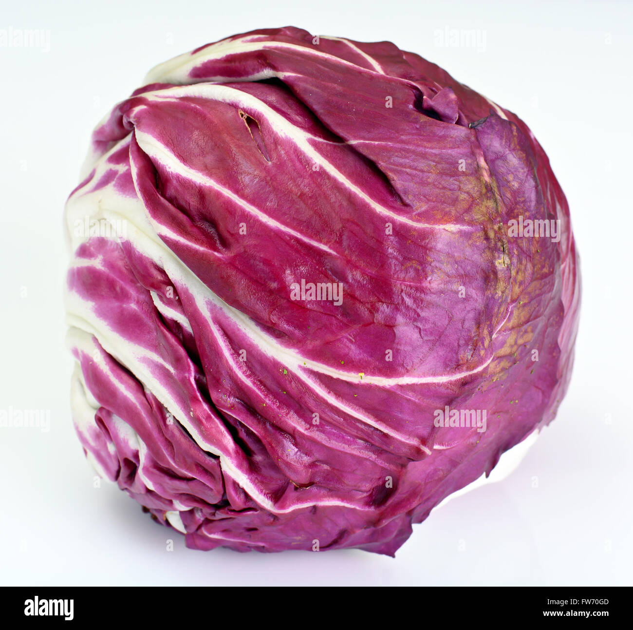 Batavian Italian Chicory Stock Photo - Alamy