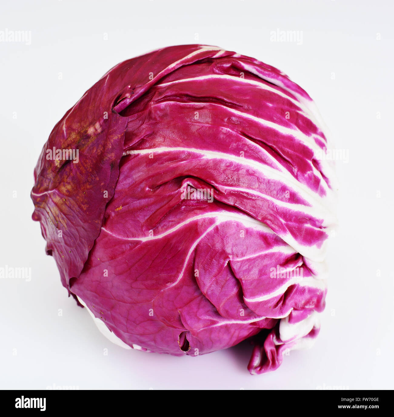 Batavian Italian Chicory Stock Photo - Alamy