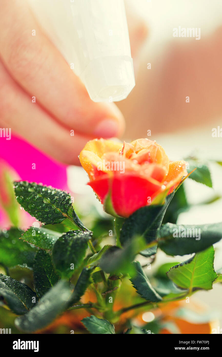 close up of woman hand spraying rose flower Stock Photo - Alamy