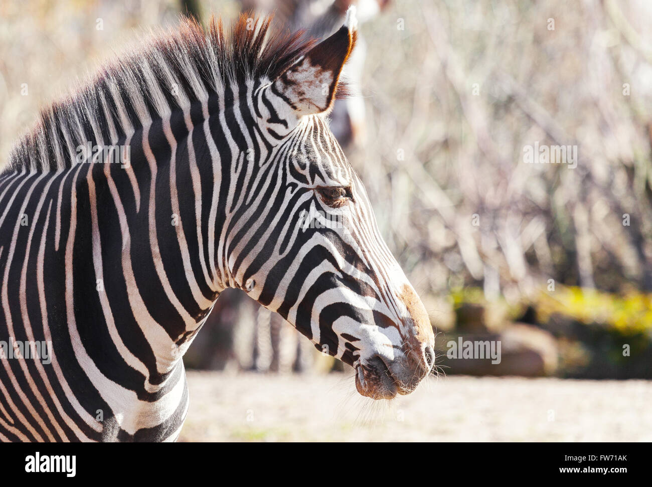 zebra looks to the right portrait Stock Photo - Alamy