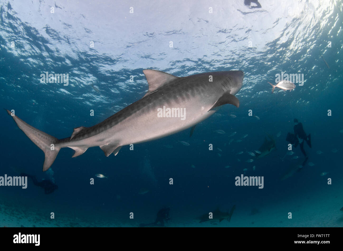 A tiger shark swimming peacefully by a group of divers Stock Photo - Alamy