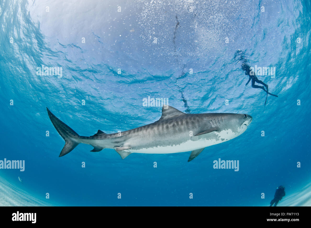 Tiger shark swimming peacefully past a group of scuba divers in shallow ...