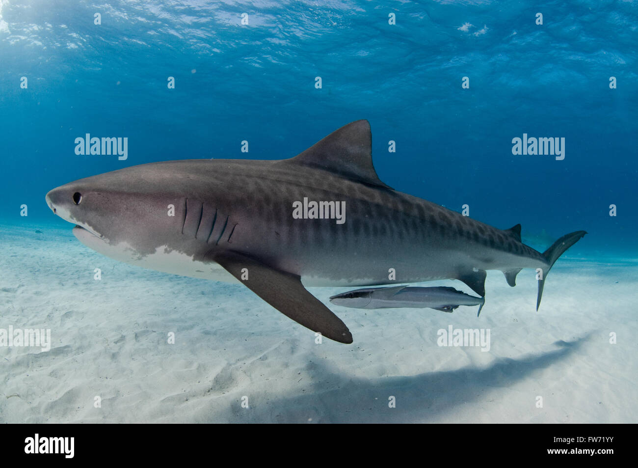 Remora Og Hai Premier Plants Remora Shark Rider Fish Feed For All