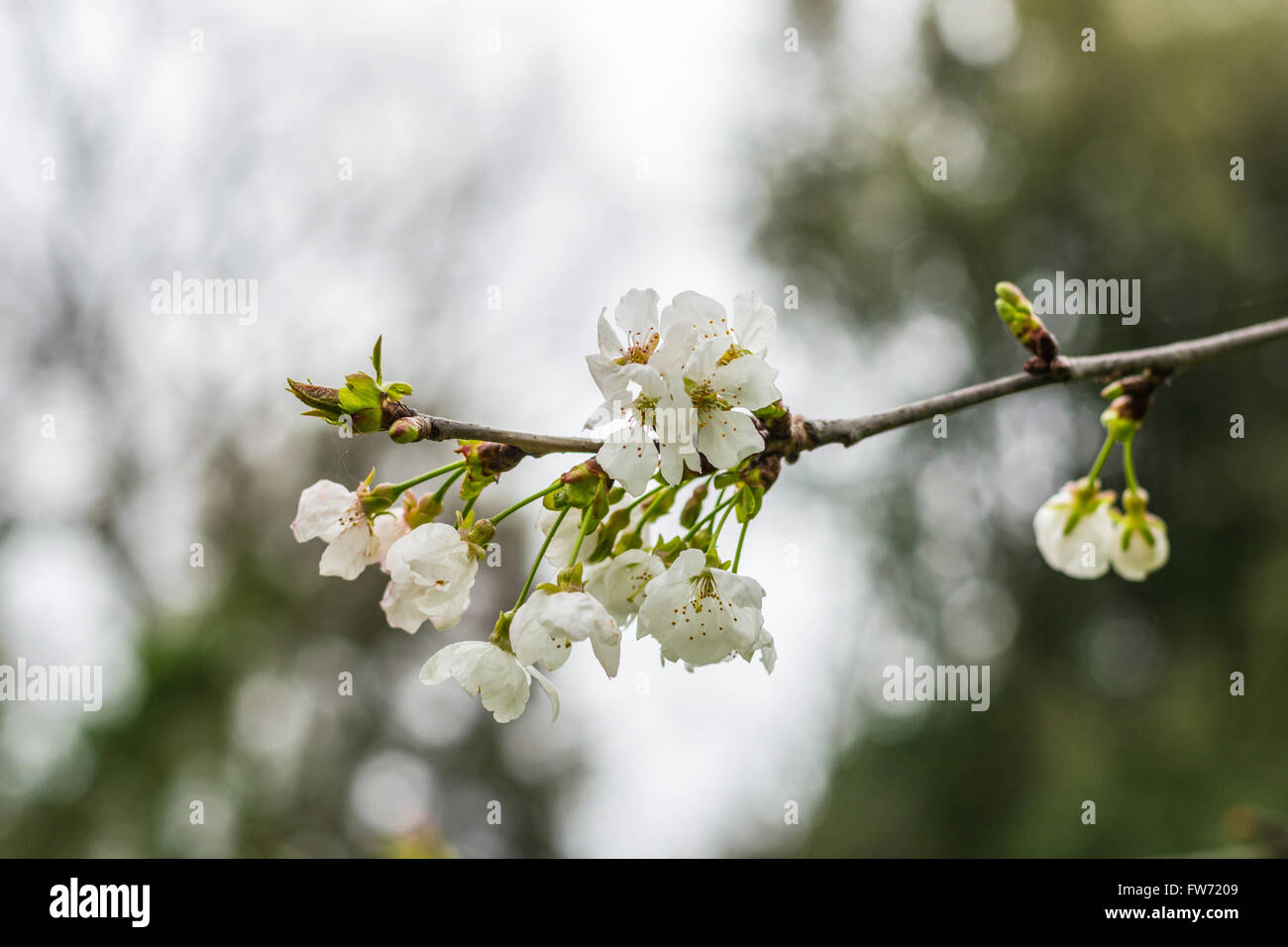 Cherry Branch spring Stock Photo - Alamy