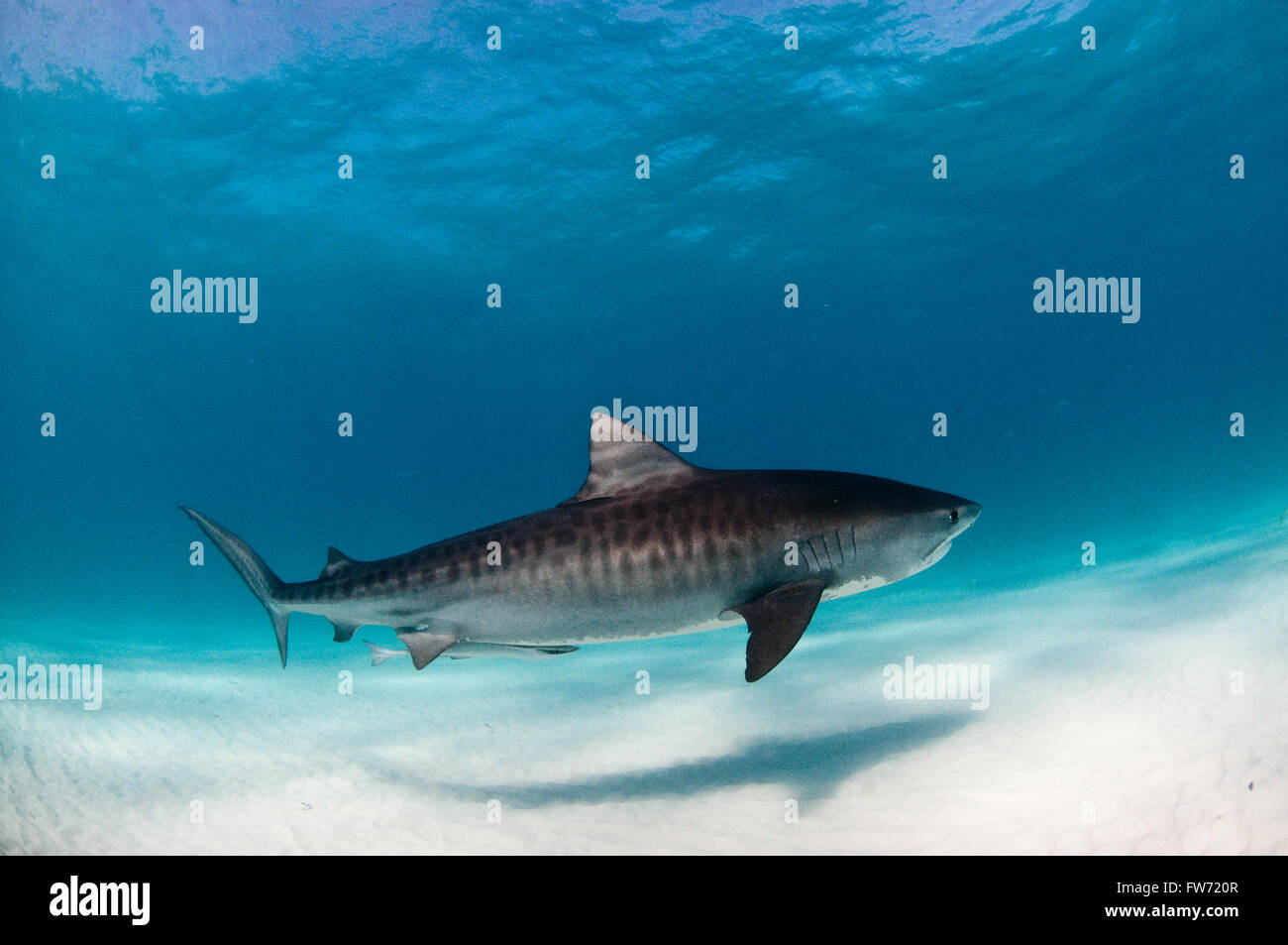 Remora Fish And Shark Relationship