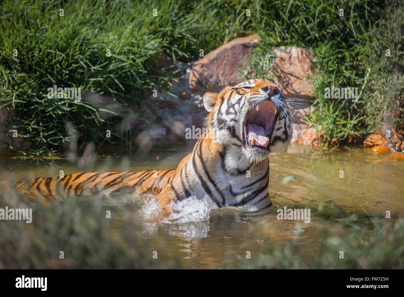 Tiger roar hi-res stock photography and images - Alamy