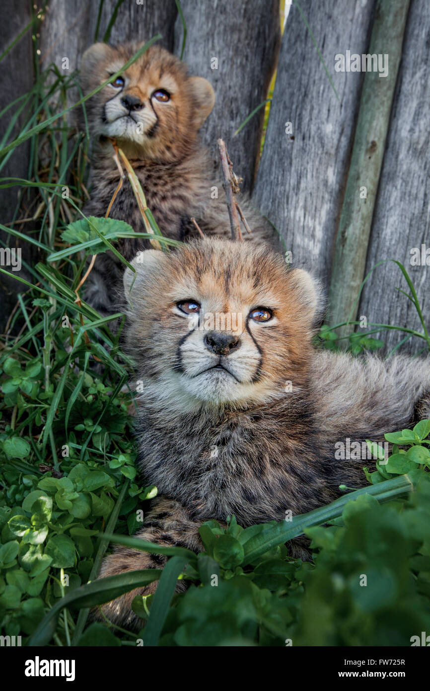 Baby Cheetah High Resolution Stock Photography and Images - Alamy
