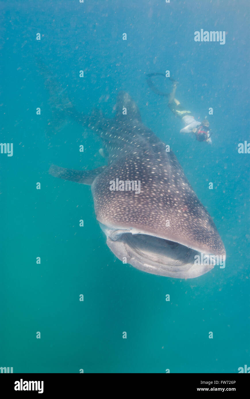 Graceful shark hi-res stock photography and images - Alamy
