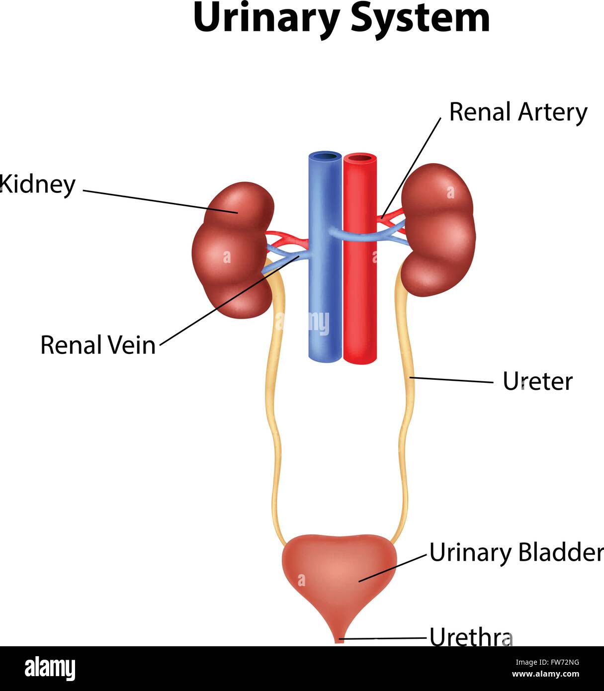 Illustration of Urinary system anatomy Stock Vector Image & Art - Alamy