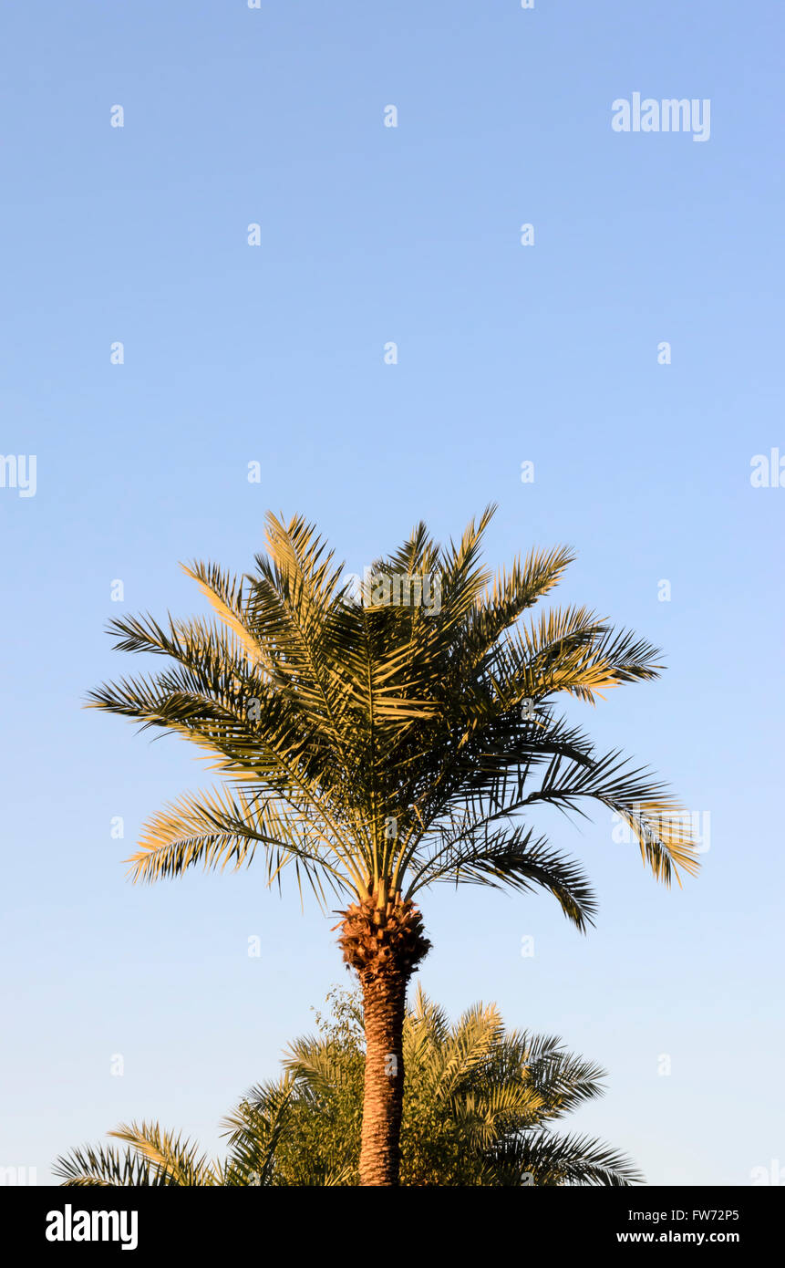 Date palm tree Stock Photo - Alamy