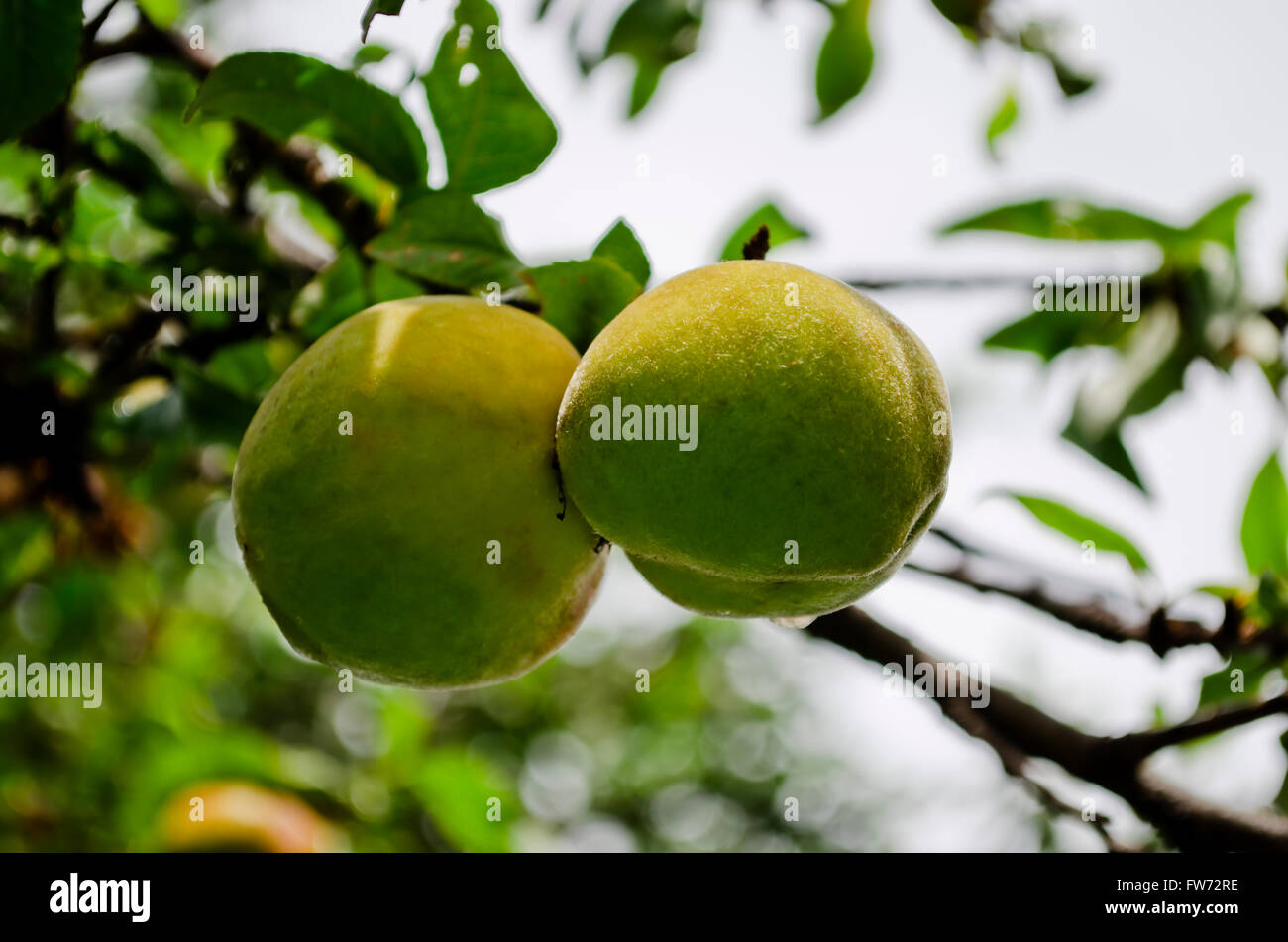 Young almond tree plantation hi-res stock photography and images - Alamy