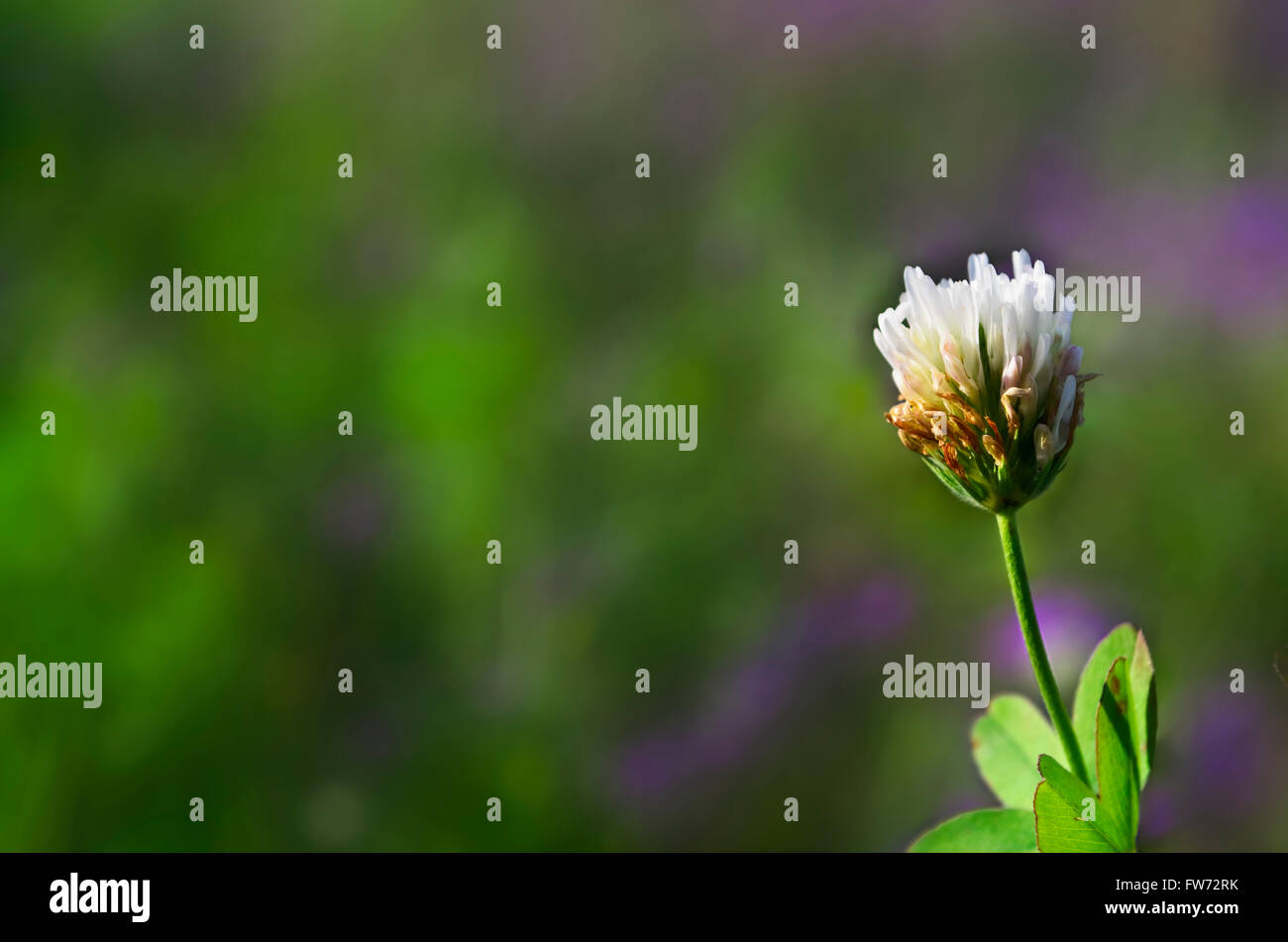 Berseem Clover flower Stock Photo - Alamy