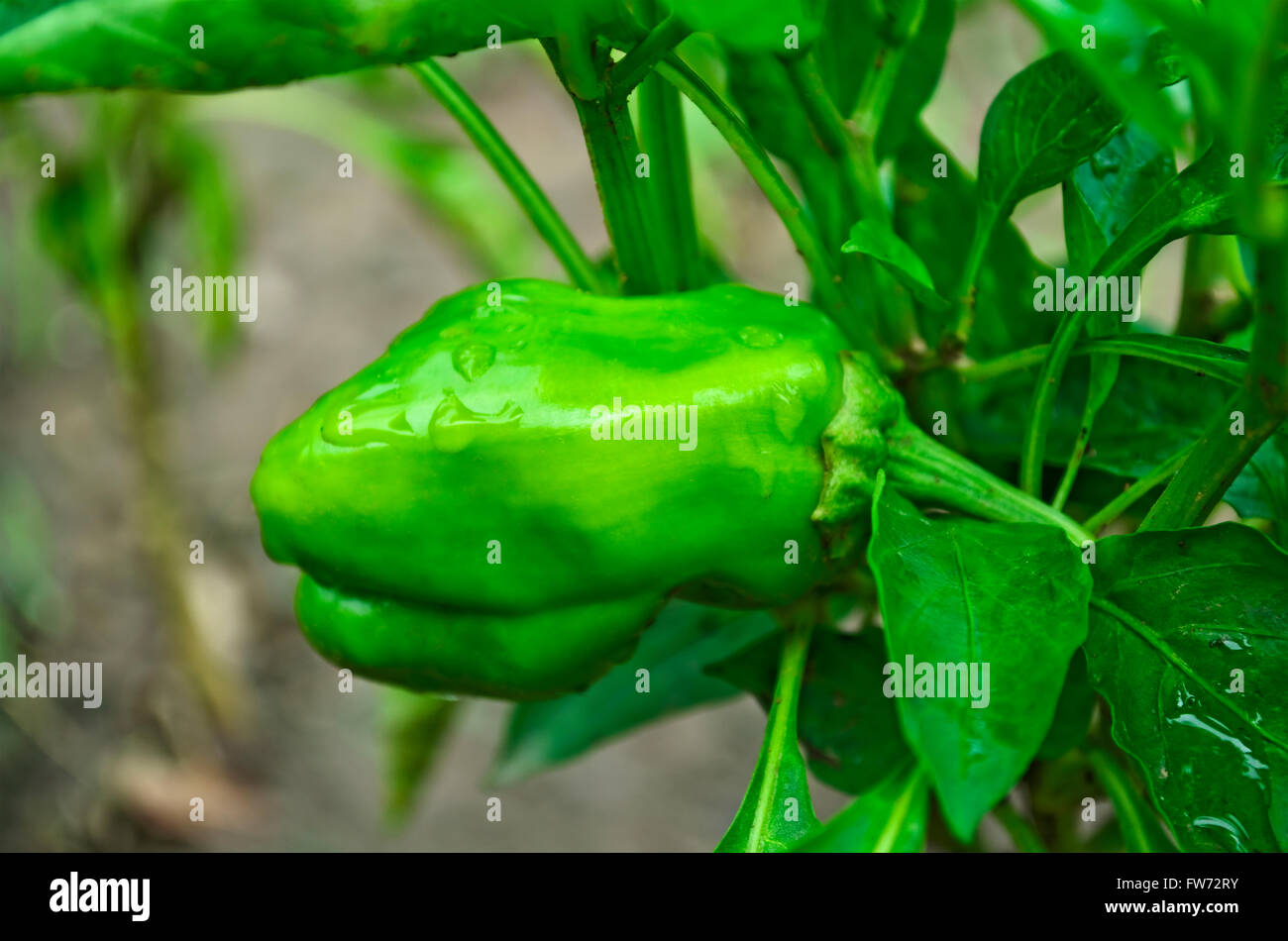Fresh Green Bell Pepper Stock Photo - Alamy