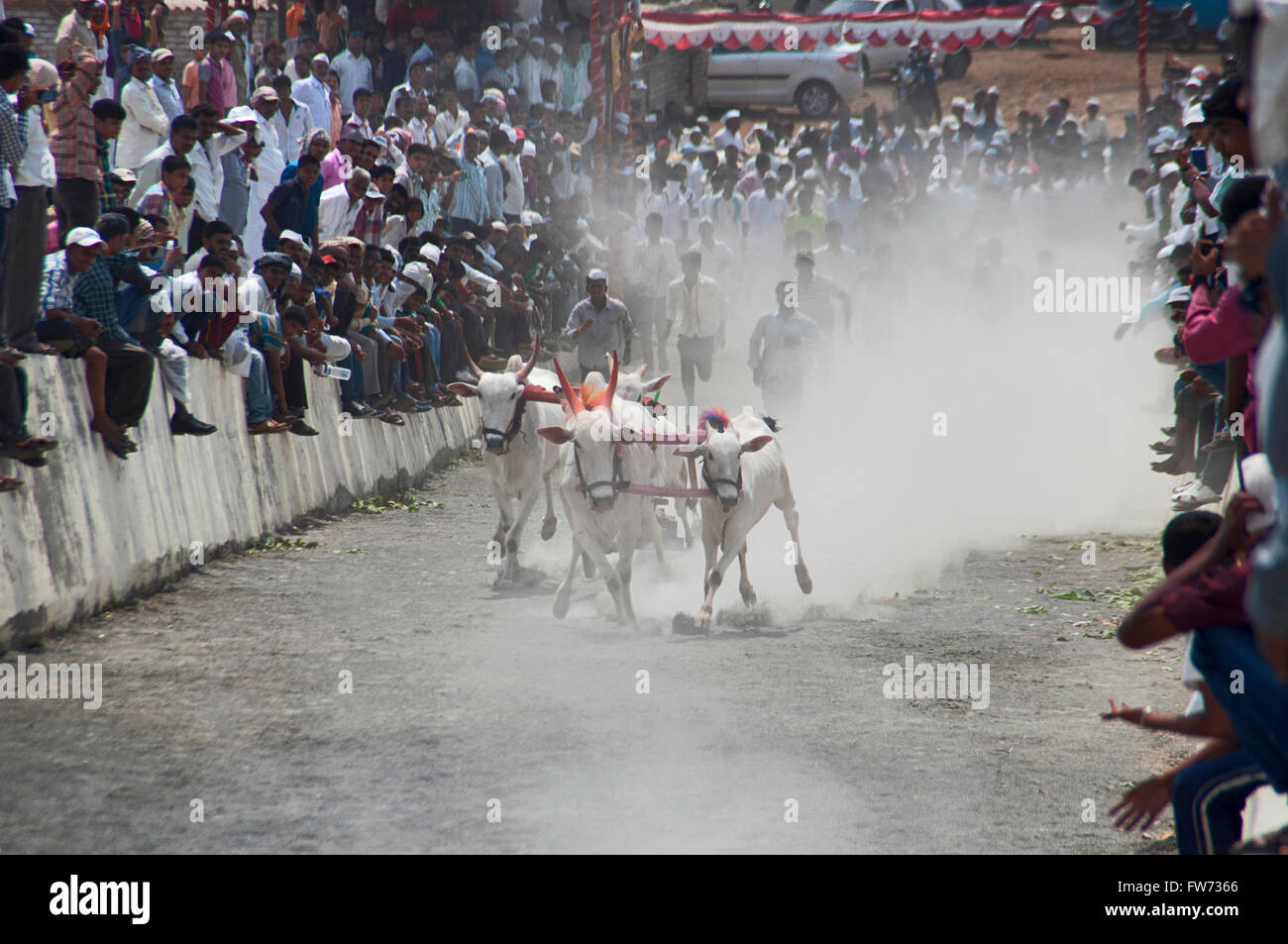 Traditional bullock cart racing bailgada hi-res stock photography and ...
