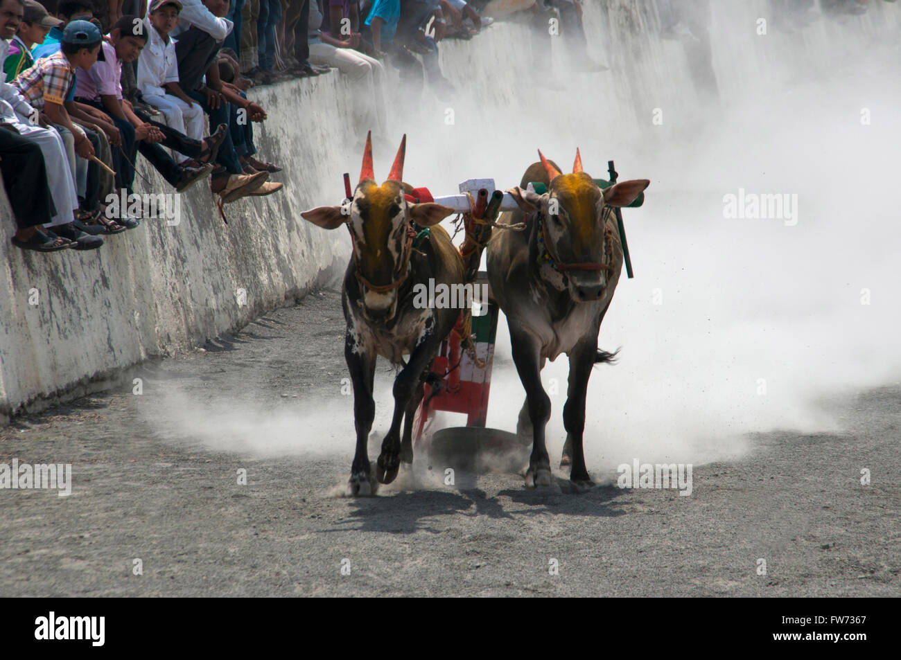 Traditional Bullock cart racing (bailgada sharyat)Maharashtra, India ...
