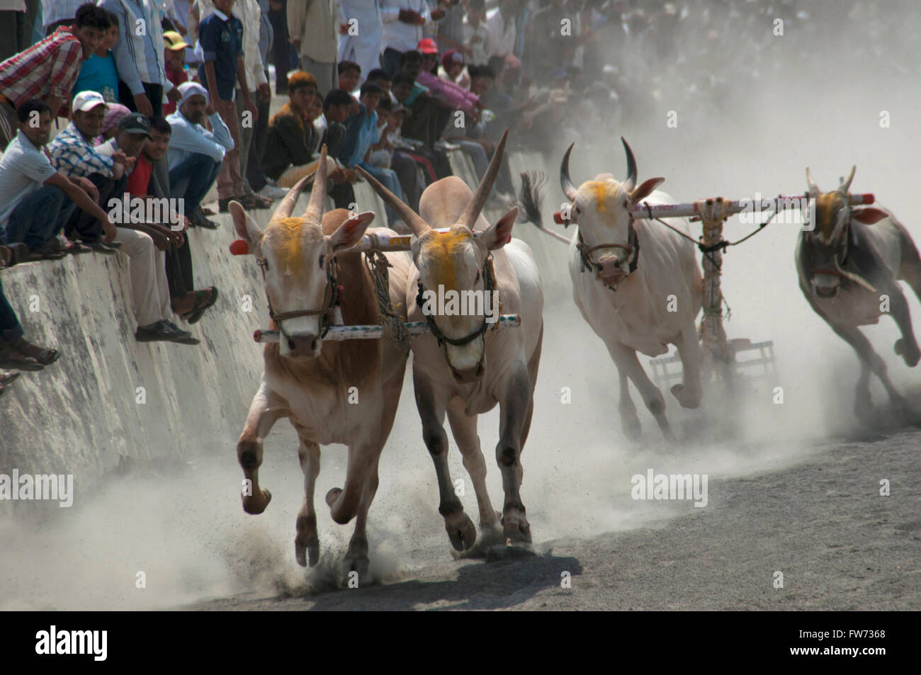 Traditional bullock cart racing bailgada hi-res stock photography and ...