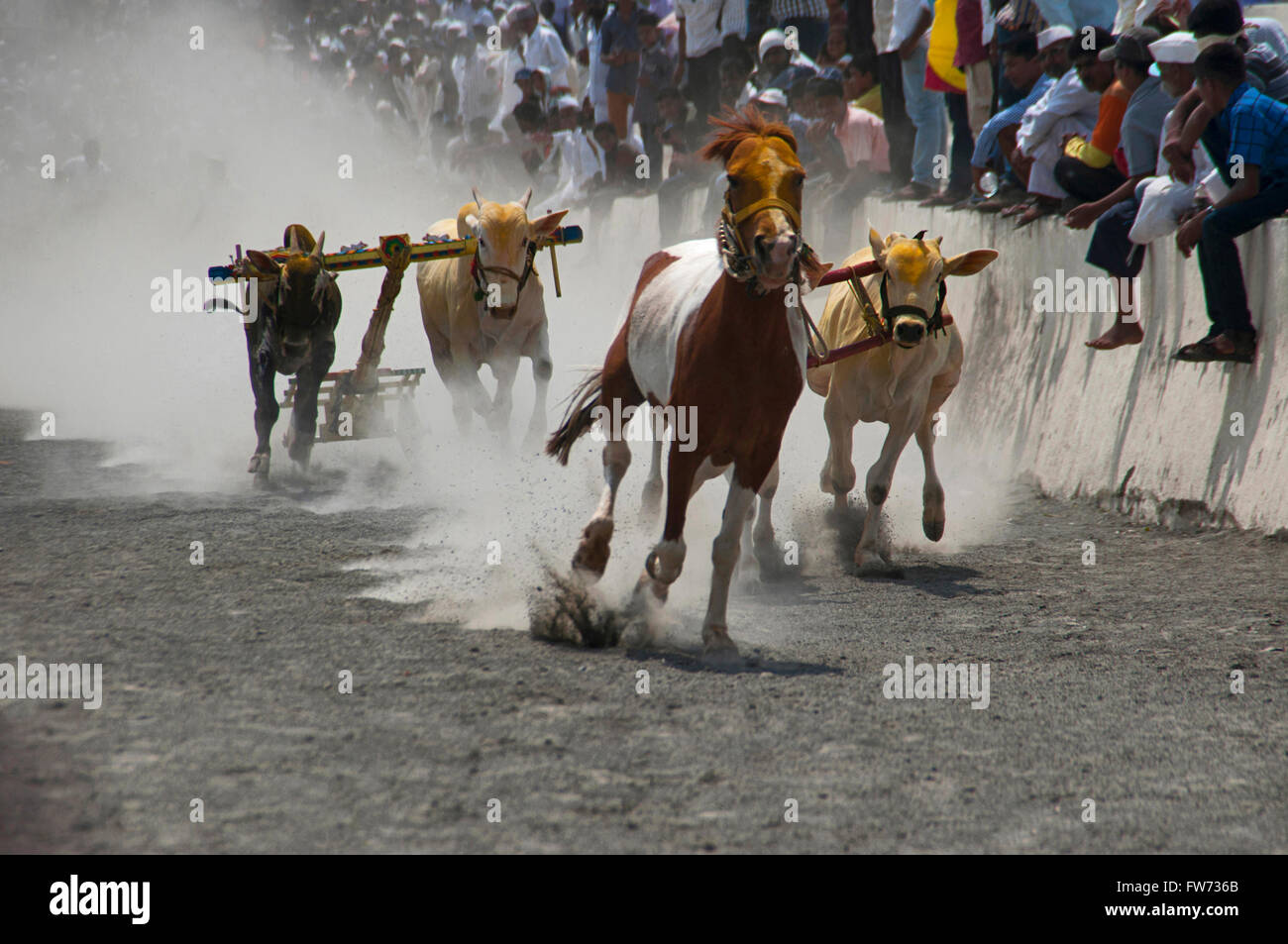 Traditional Bullock cart racing (bailgada sharyat)Maharashtra, India ...