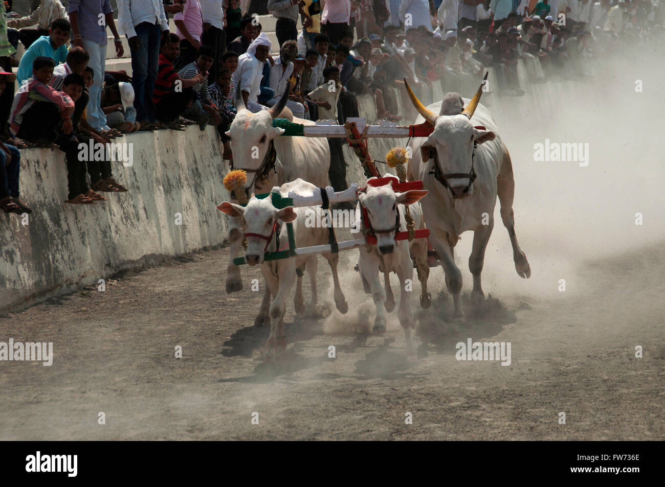 Traditional bullock cart racing bailgada hi-res stock photography and ...