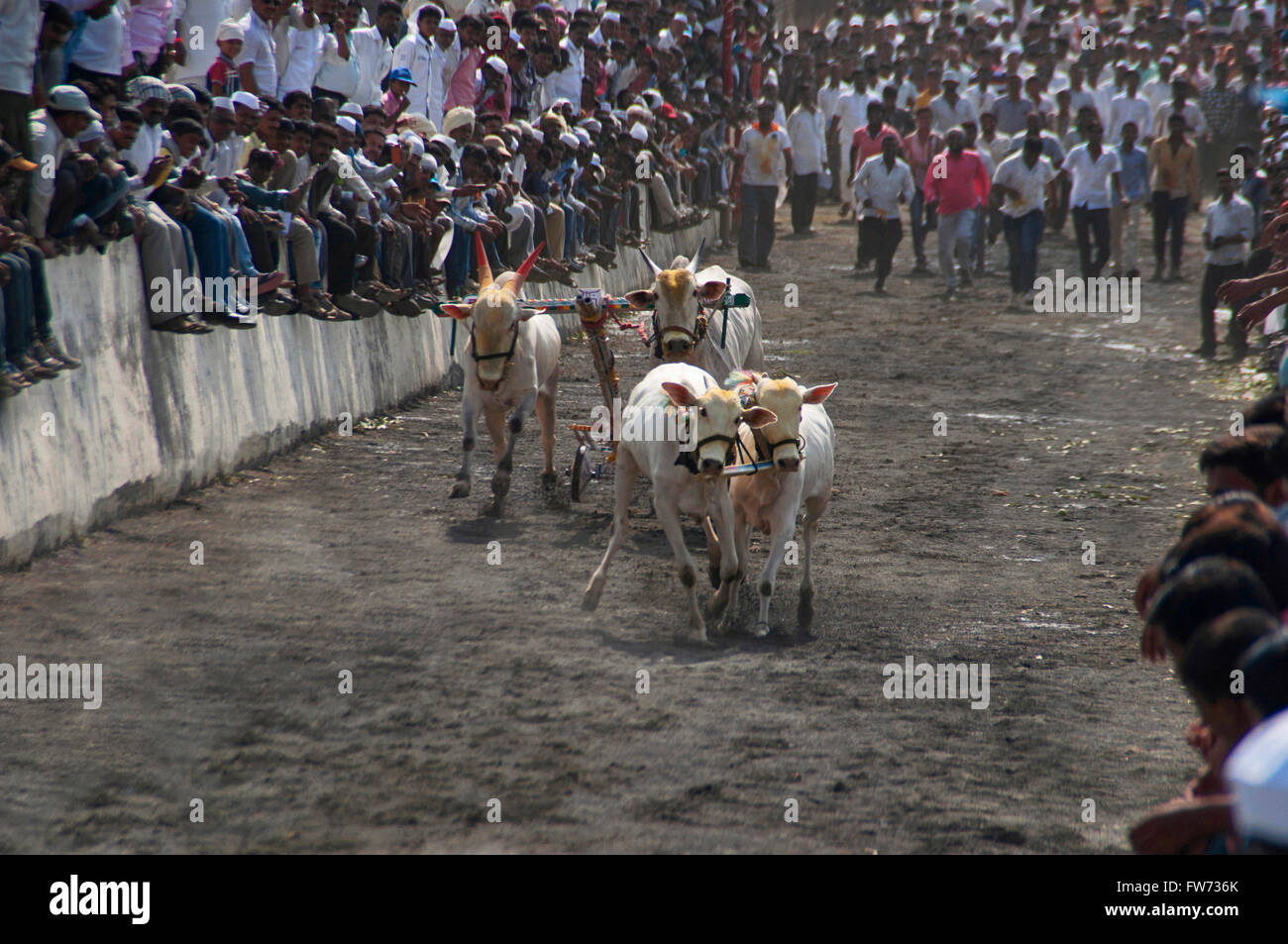 Traditional bullock cart racing bailgada hi-res stock photography and ...