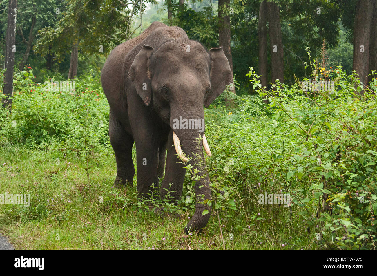 Angry elephant india hi-res stock photography and images - Alamy
