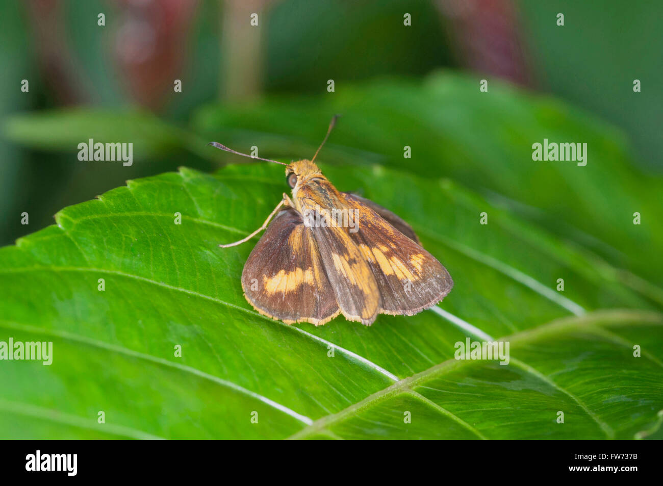 A skipper or skipper butterfly, India Stock Photo - Alamy