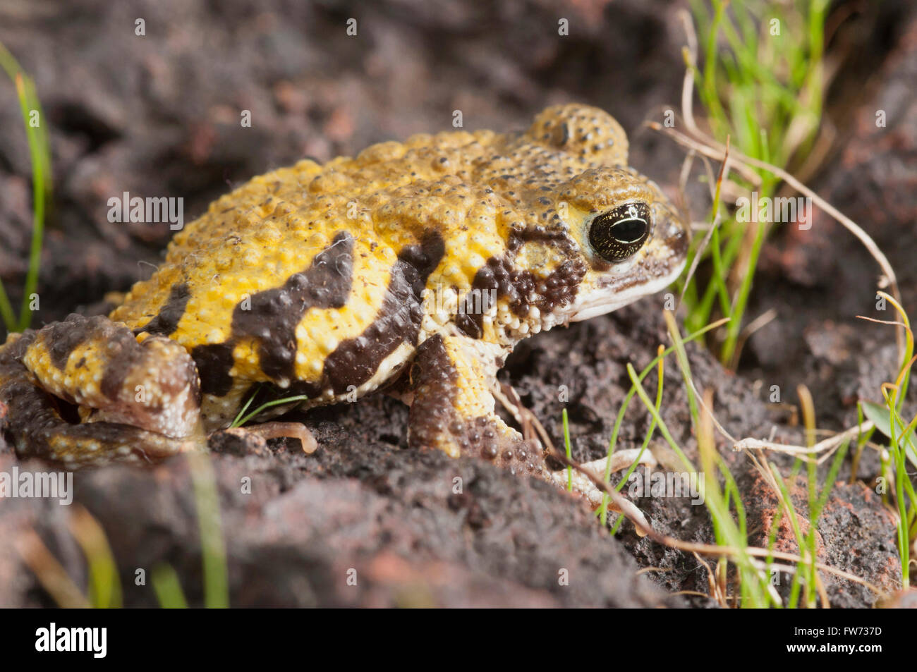 Western ghats india amphibian hi-res stock photography and images - Alamy