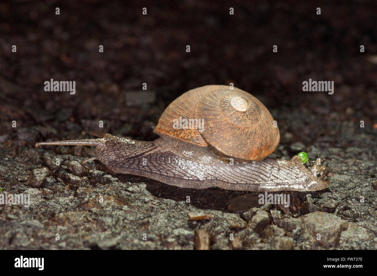 Snail closeup, India Stock Photo - Alamy