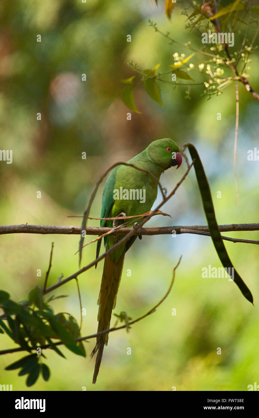 Green parrot with long tail hi-res stock photography and images - Alamy