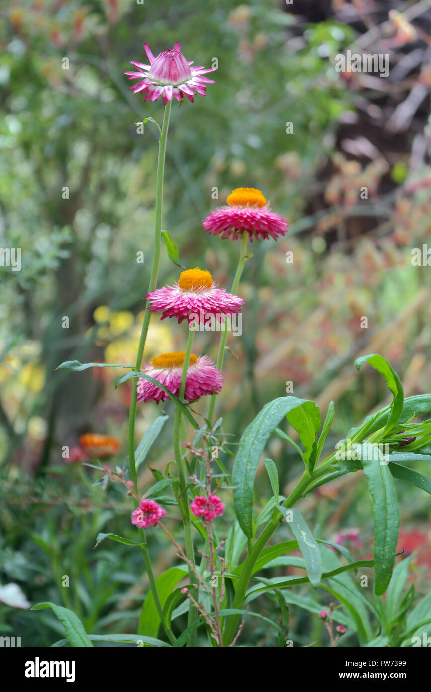 Pink daisy photographed in the botanical garden, close up Stock Photo ...