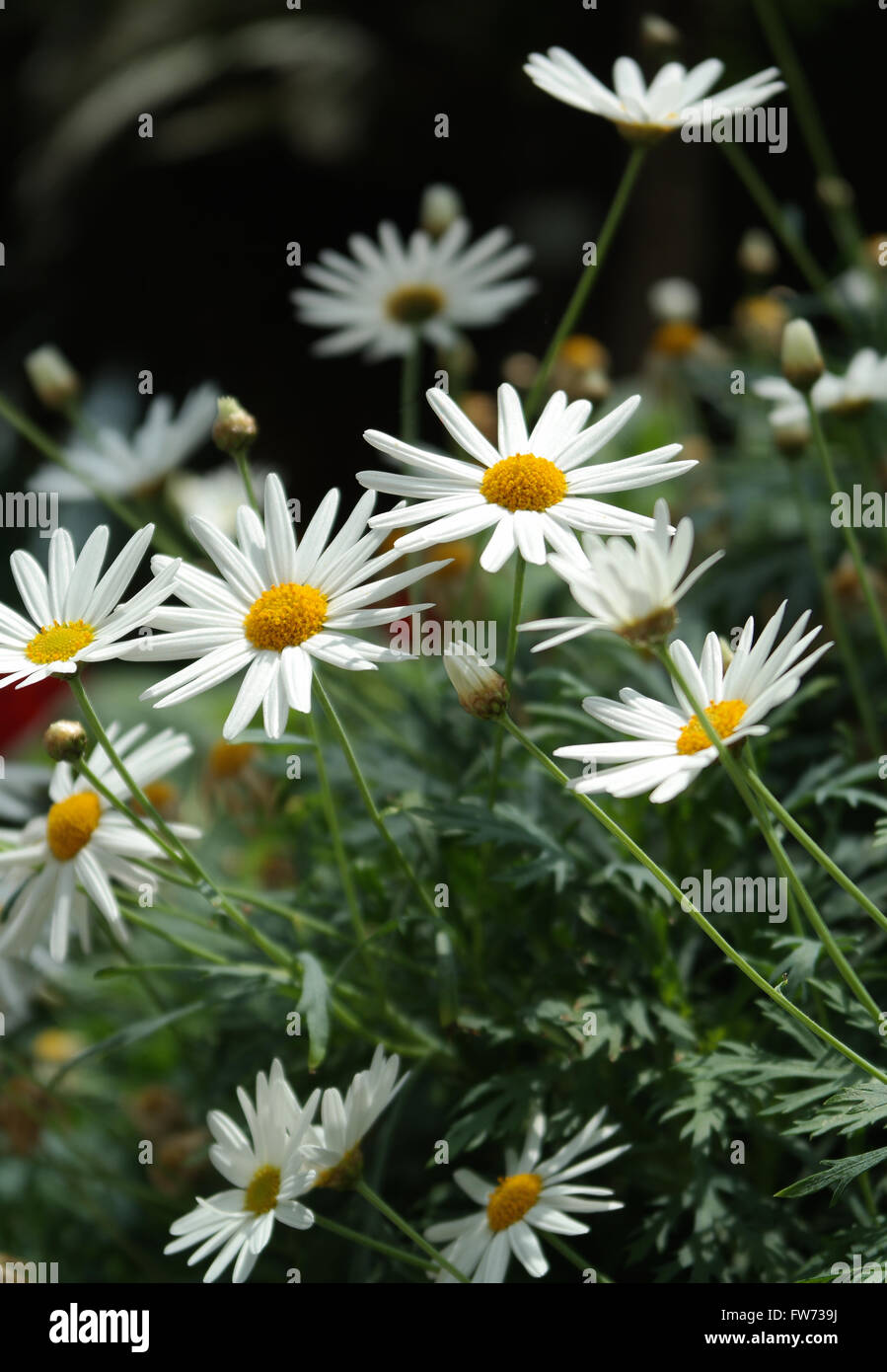 Simple daisy hi-res stock photography and images - Alamy