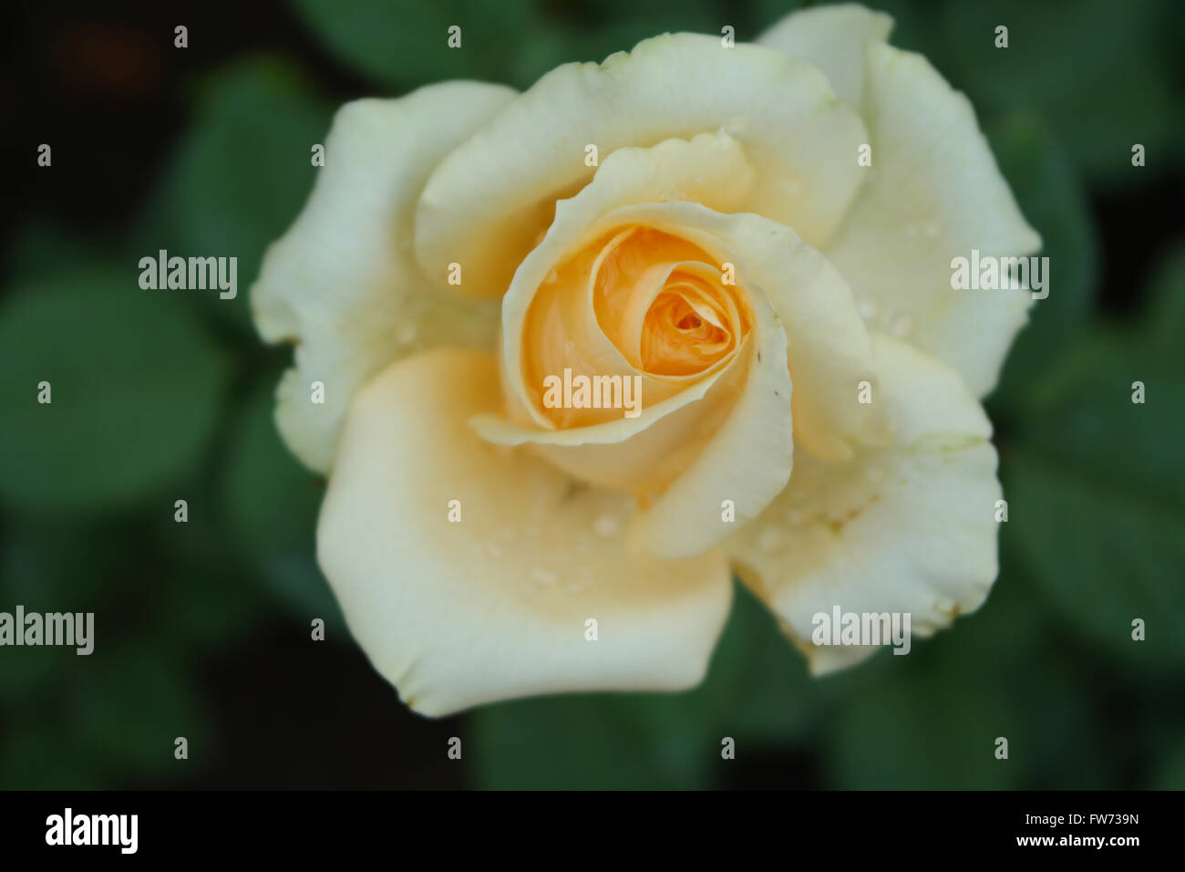 Cream rose close up photo on blurry green garden background Stock Photo ...