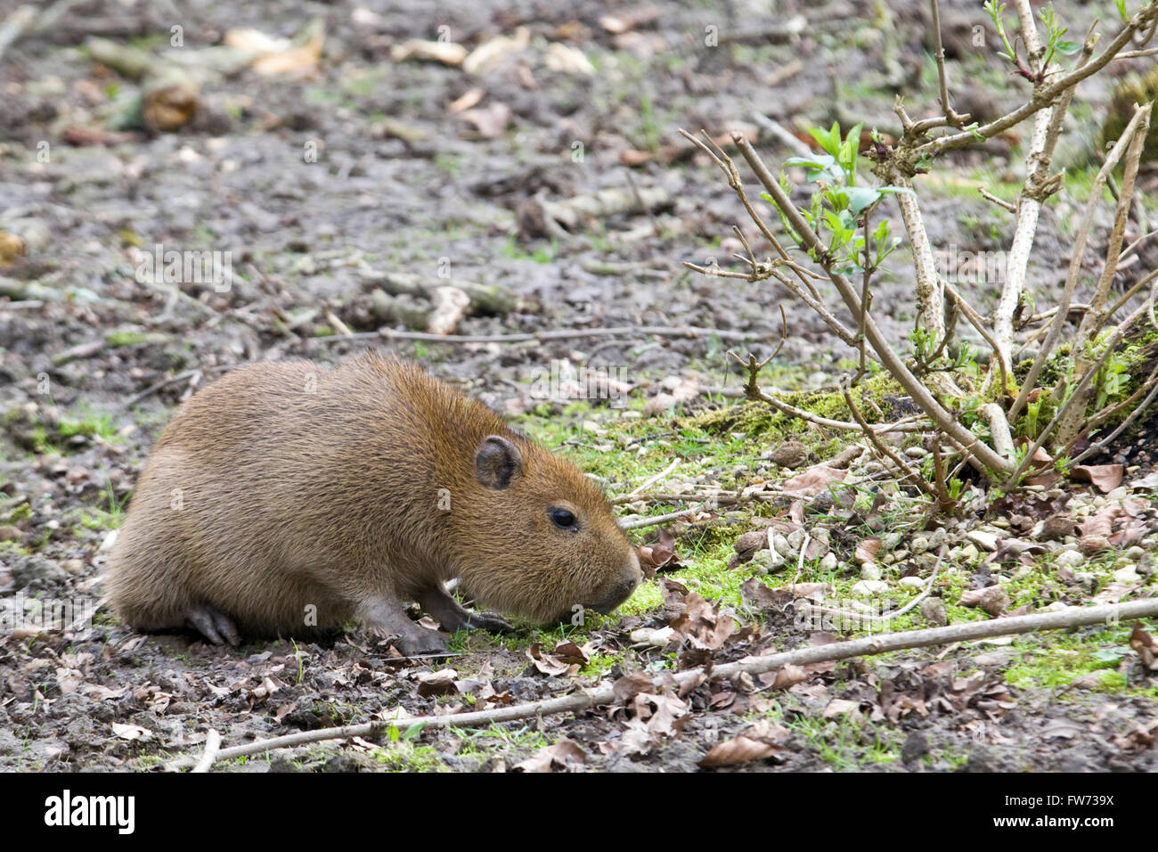 capybara Hydrochoerus hydrochaeris in Captivity Stock Photo - Alamy