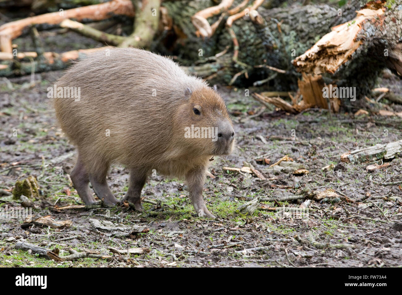 capybara Hydrochoerus hydrochaeris in Captivity Stock Photo - Alamy